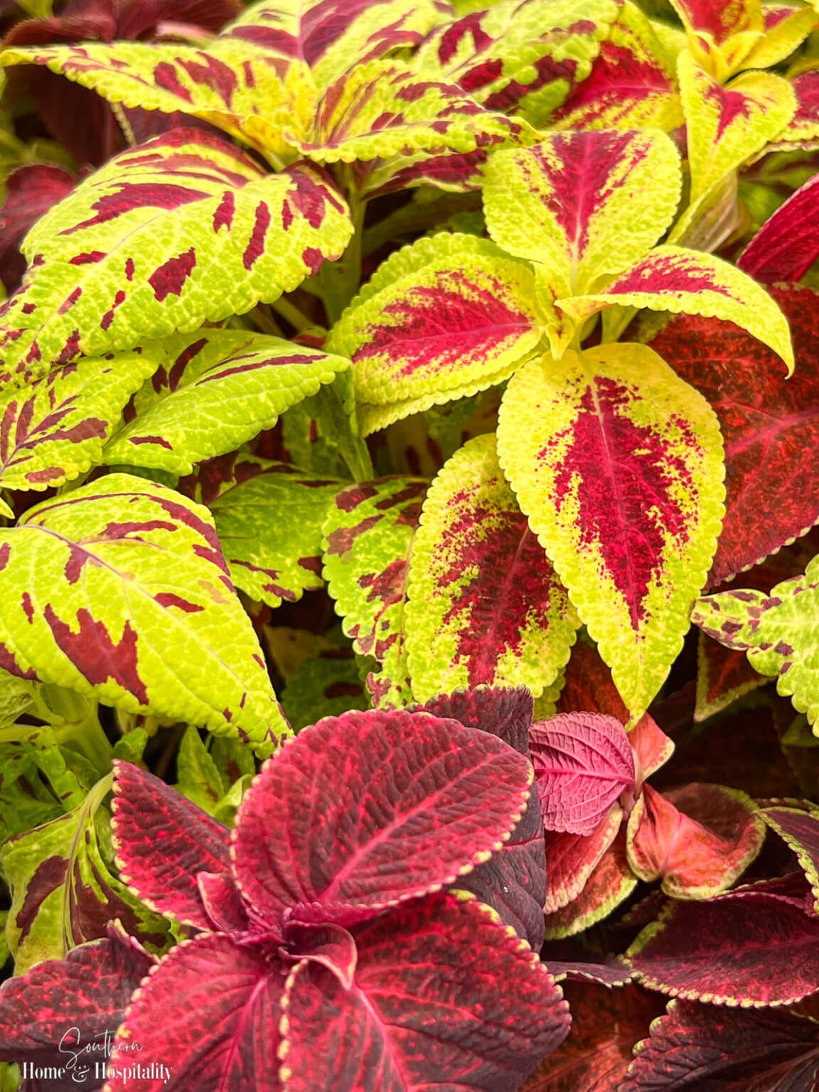 26 Shade Plants for Porch Containers (That Thrive in Southern Heat)